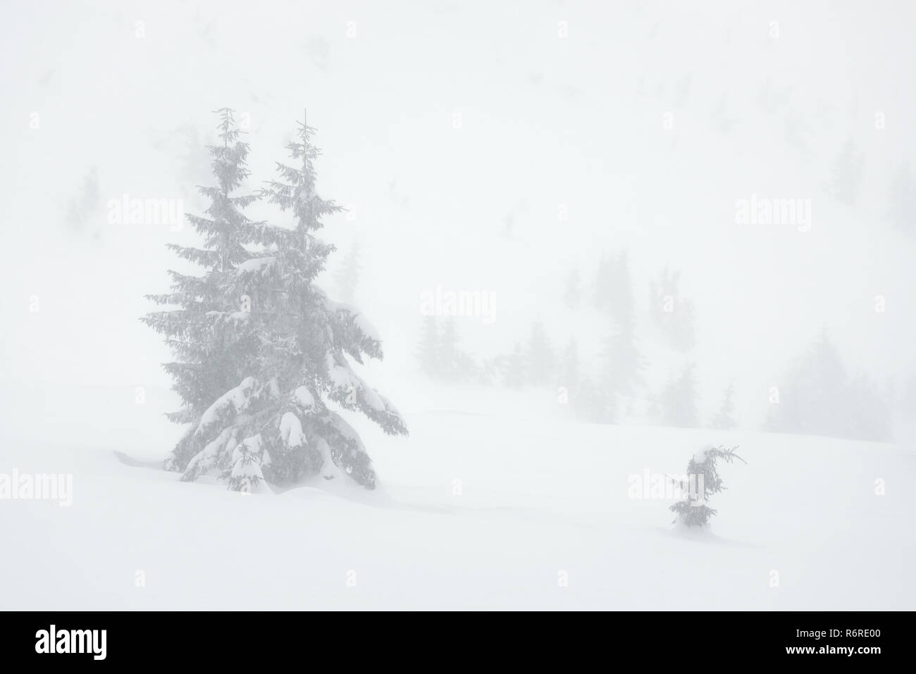 Winter background with snowy nature. Spruce trees in a misty valley ...