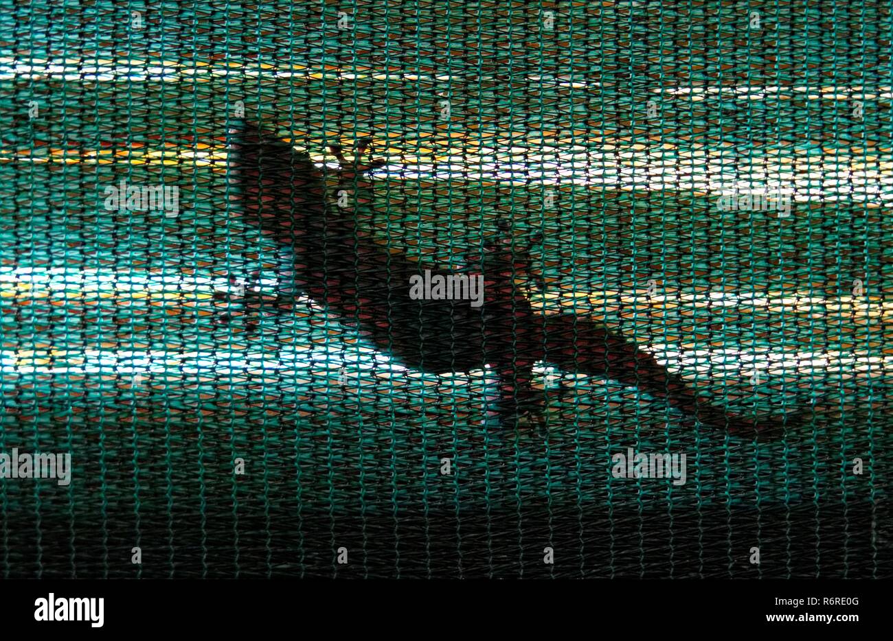 gecko on the mosquito screen Stock Photo - Alamy