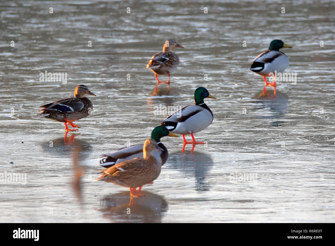 mallards on the ice Stock Photo - Alamy