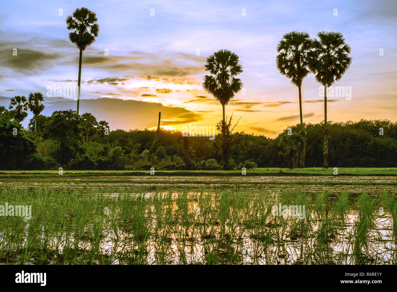 Sunset of rice field with small seedlings Stock Photo - Alamy