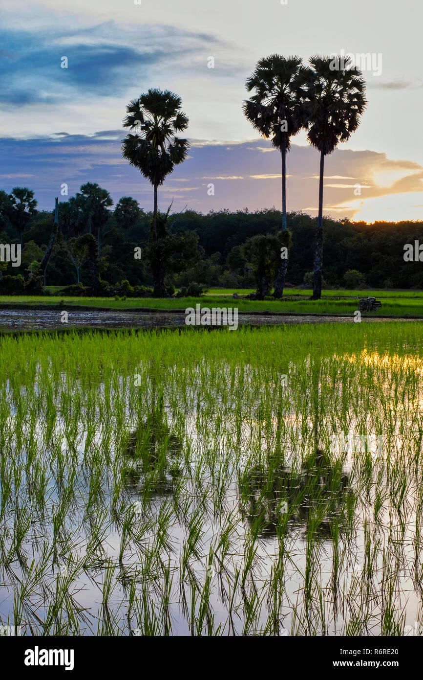 Small sugar palm farm hi-res stock photography and images - Alamy