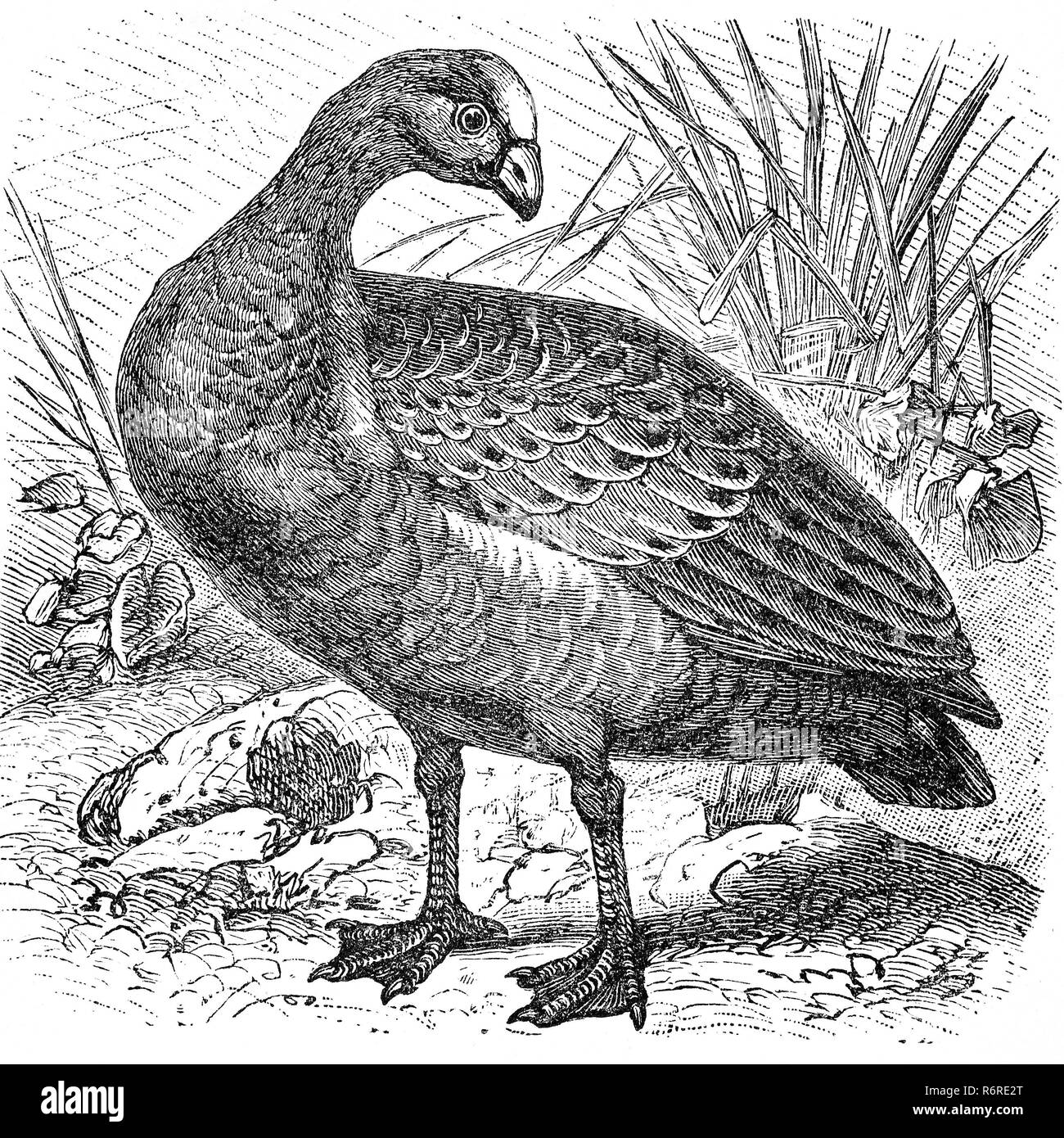 Digital improved reproduction, Cape Barren goose, Cereopsis ...