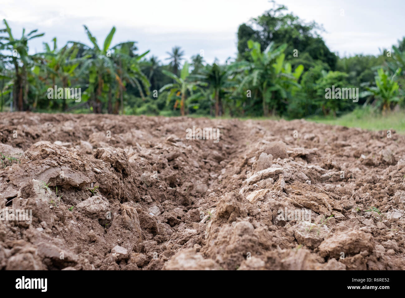 The soil had been plow for tillage to plant trees Stock Photo - Alamy