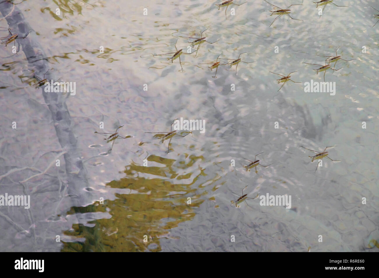 Hop jump water leg hi-res stock photography and images - Alamy