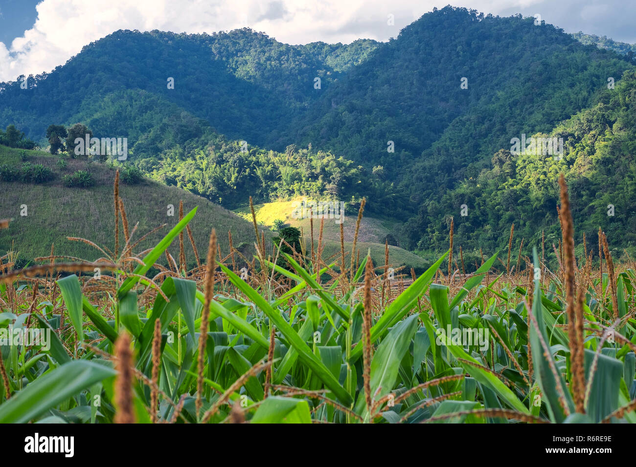 Corn farm field in front of rice field and mountain Stock Photo - Alamy
