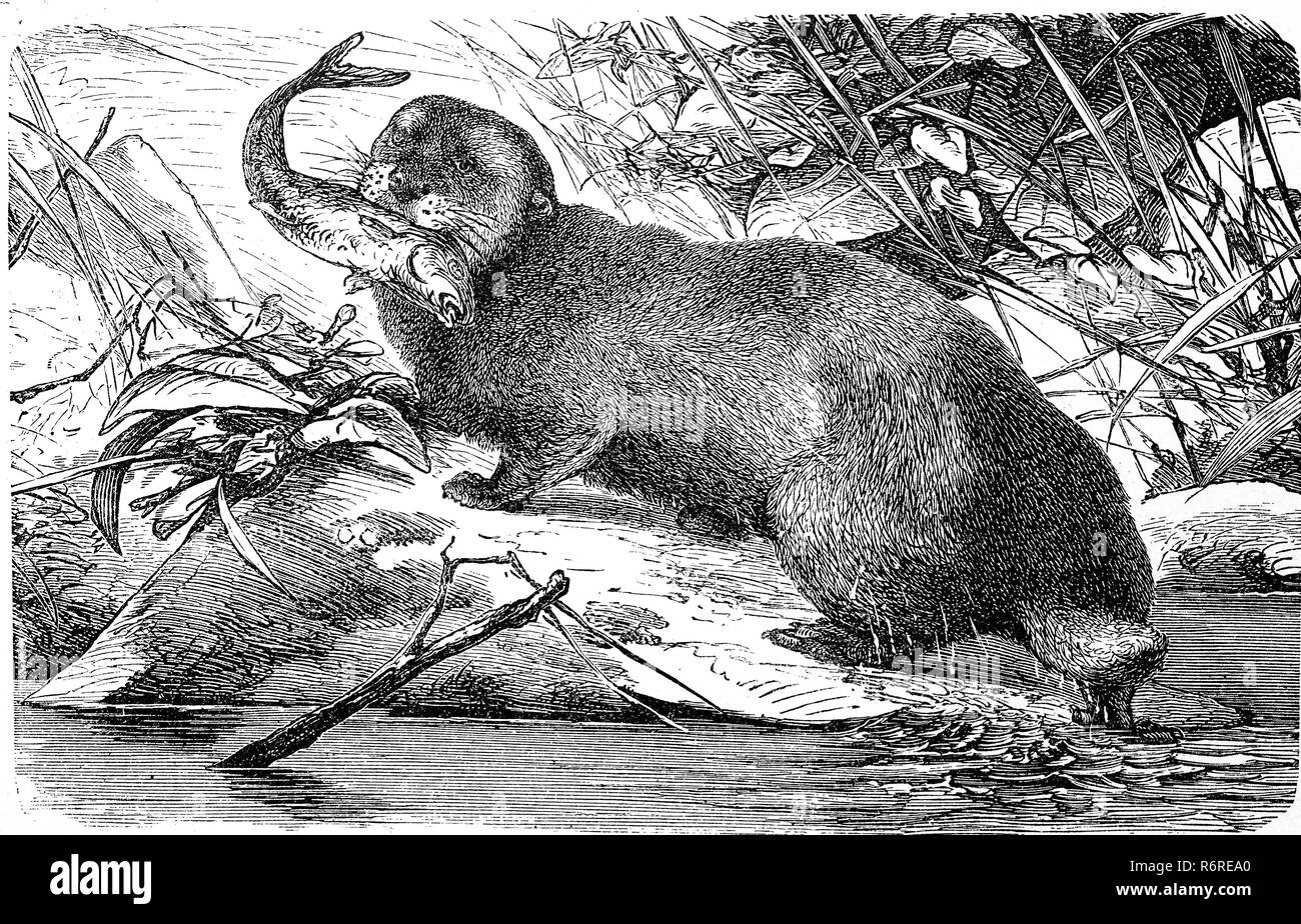 Digital improved reproduction, Sea otter, Enhydra lutris, Seeotter ...