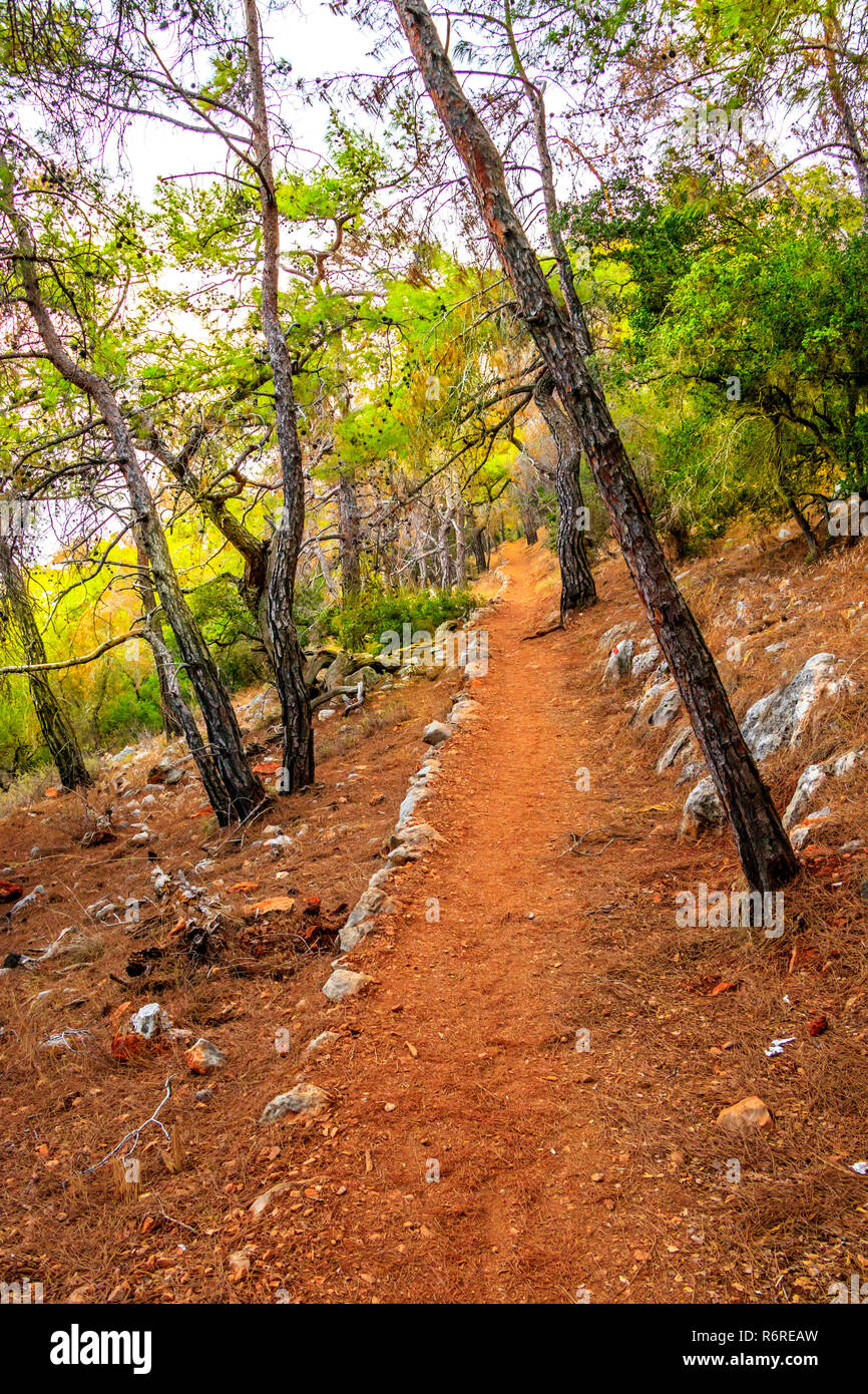 Path In The Forest Stock Photo - Alamy