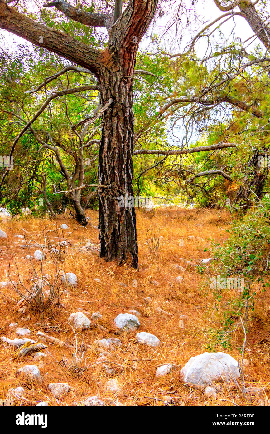 Path In The Forest Stock Photo - Alamy