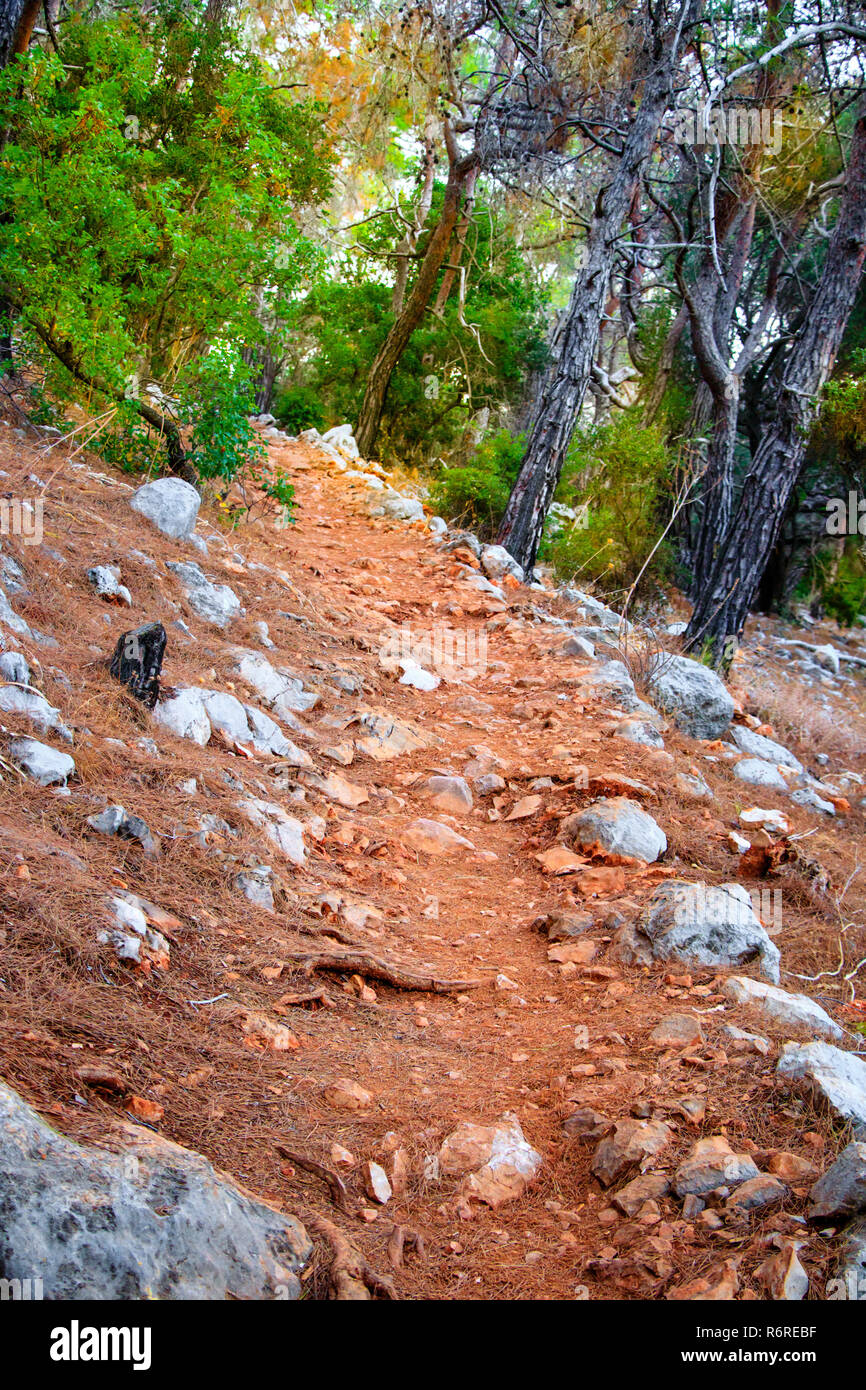 Path In The Forest Stock Photo - Alamy