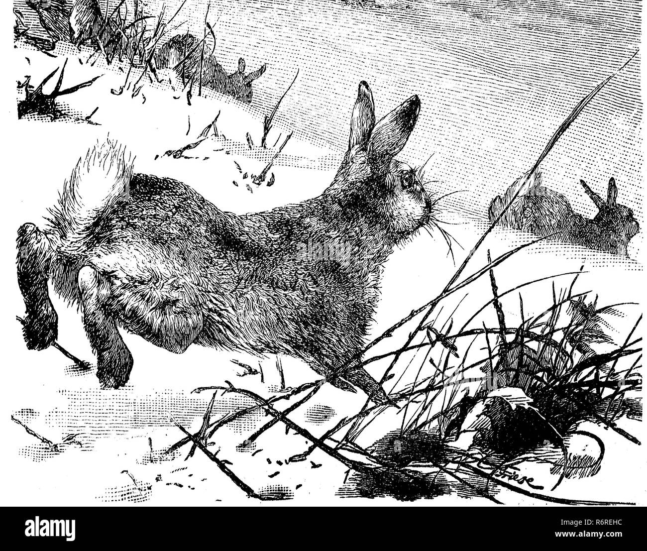 Digital improved reproduction, Mountain hare, Schneehase, Hase, Lepus ...