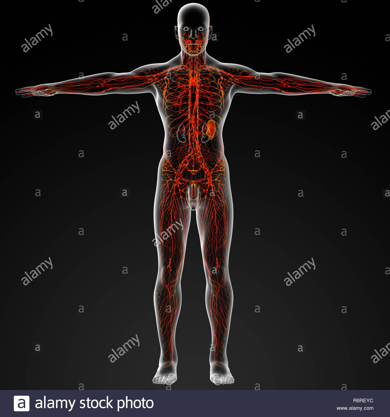 Human Lymphatic System Stock Photos & Human Lymphatic System Stock ...