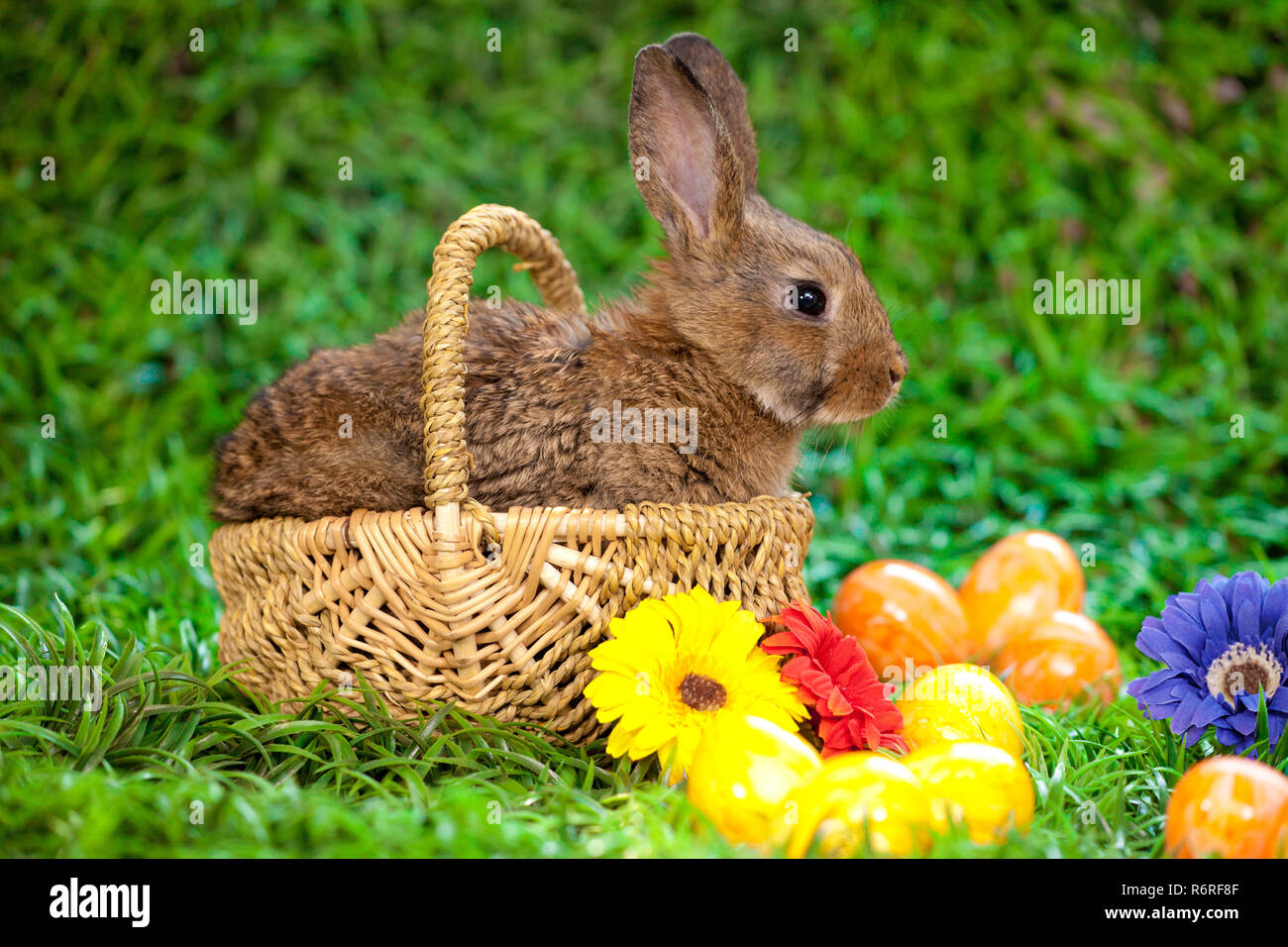 Easter eggs and little bunny Stock Photo - Alamy