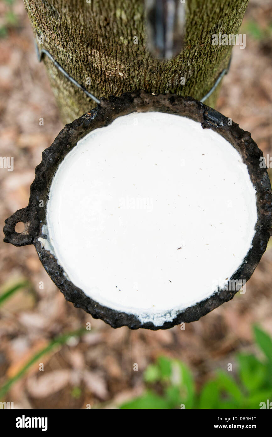 THAILAND BURIRAM AGRICULTURE RUBBER TREE Stock Photo - Alamy