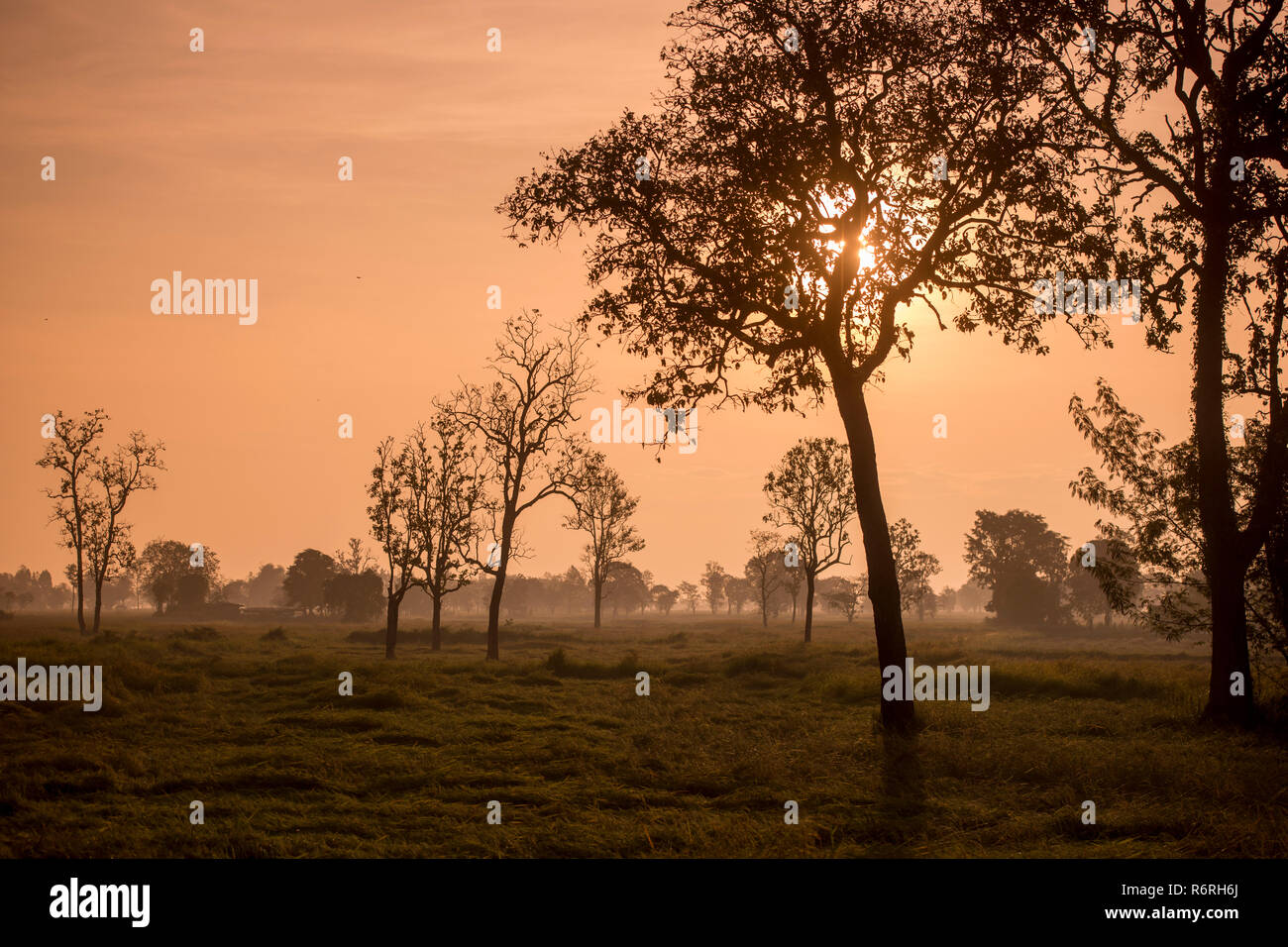 THAILAND BURIRAM LANDSCAPE FIELD Stock Photo - Alamy