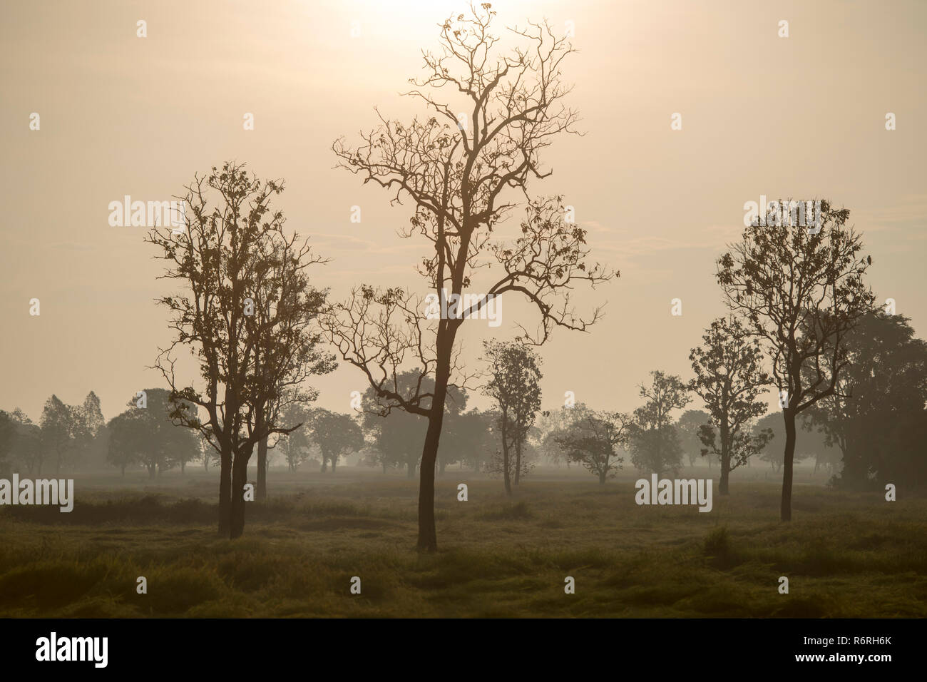 THAILAND BURIRAM LANDSCAPE FIELD Stock Photo - Alamy