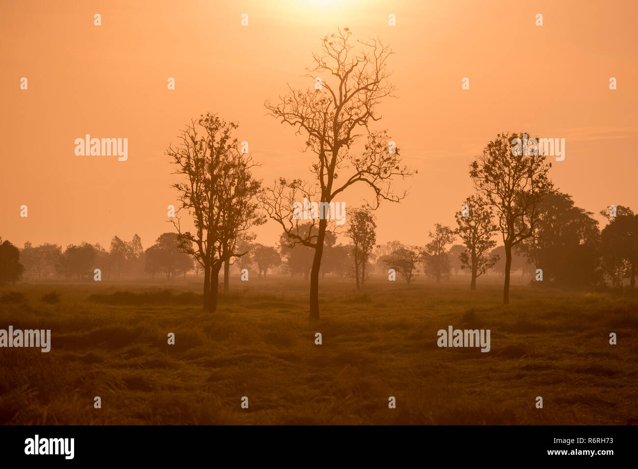 THAILAND BURIRAM LANDSCAPE FIELD Stock Photo - Alamy