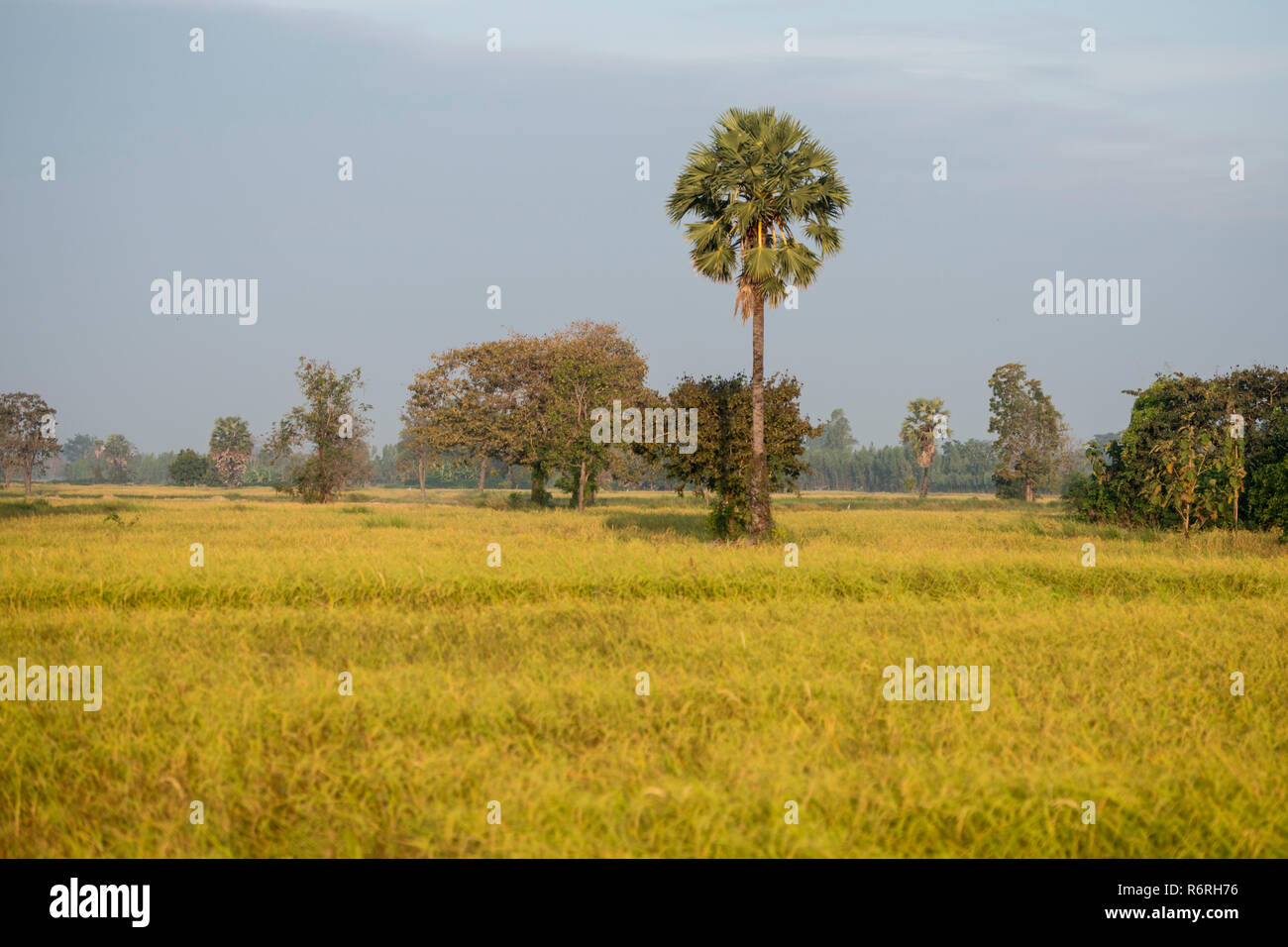 THAILAND BURIRAM LANDSCAPE FIELD Stock Photo - Alamy