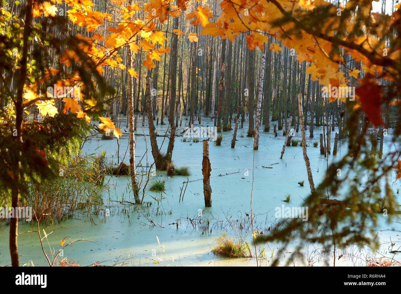 Autumn fall marsh wetlands hi-res stock photography and images - Alamy