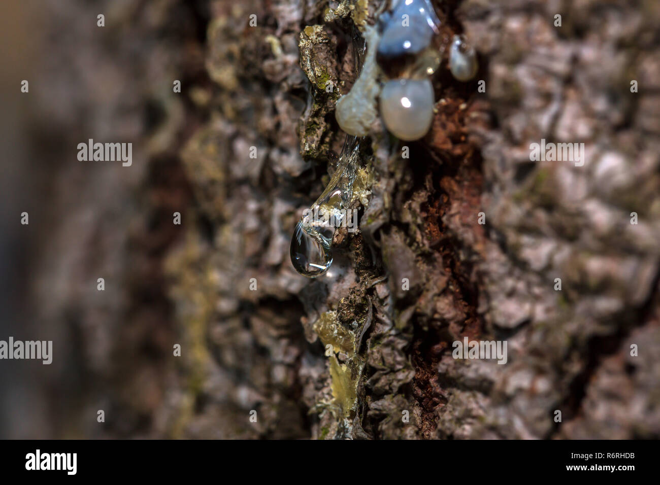 Vibrant tree sap hi-res stock photography and images - Alamy
