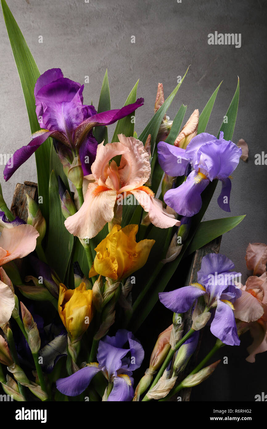 Colorful iris flowers top view Stock Photo - Alamy