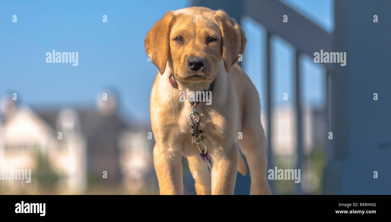 Light Brown Puppy Stock Photos & Light Brown Puppy Stock Images - Alamy