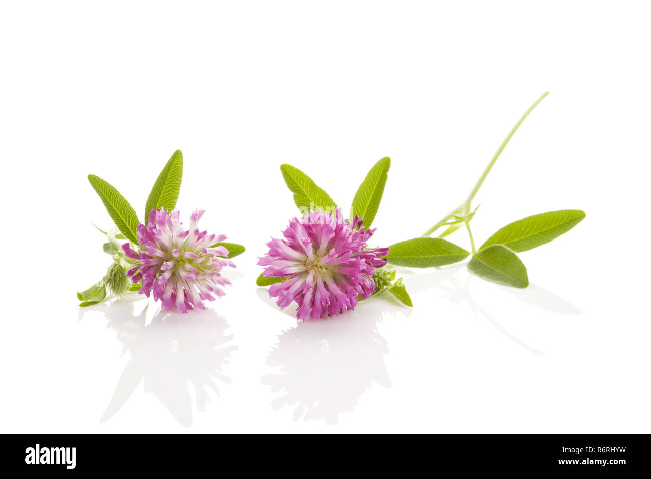Clover or trefoil flower isolated Stock Photo - Alamy