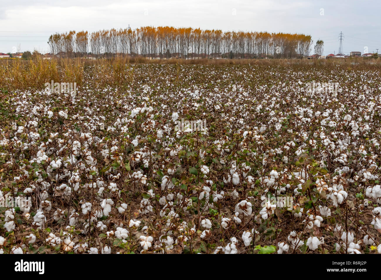 A field of ripe cotton plant with open white down with a village and ...