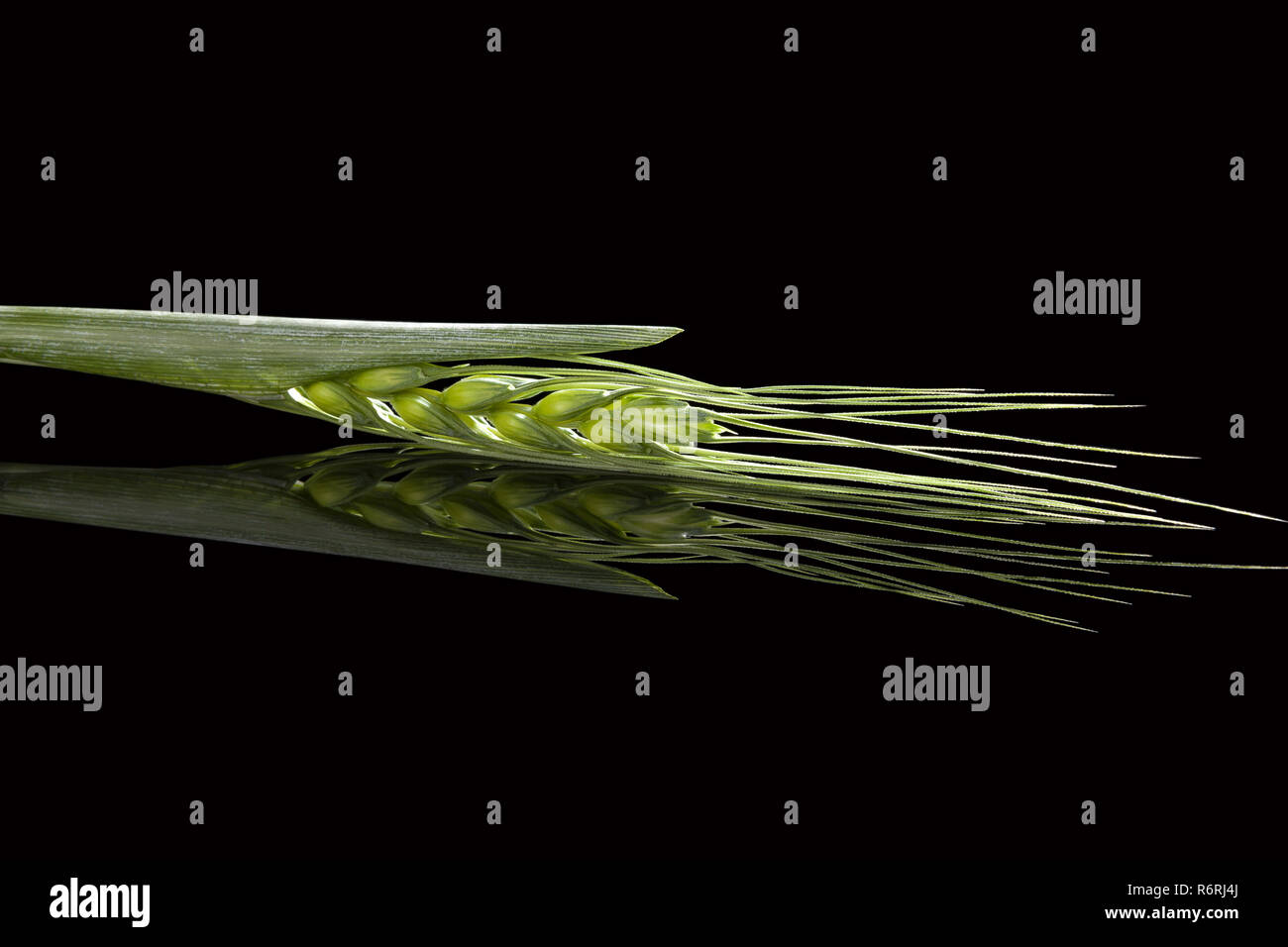 Green spikes of wheat Stock Photo - Alamy
