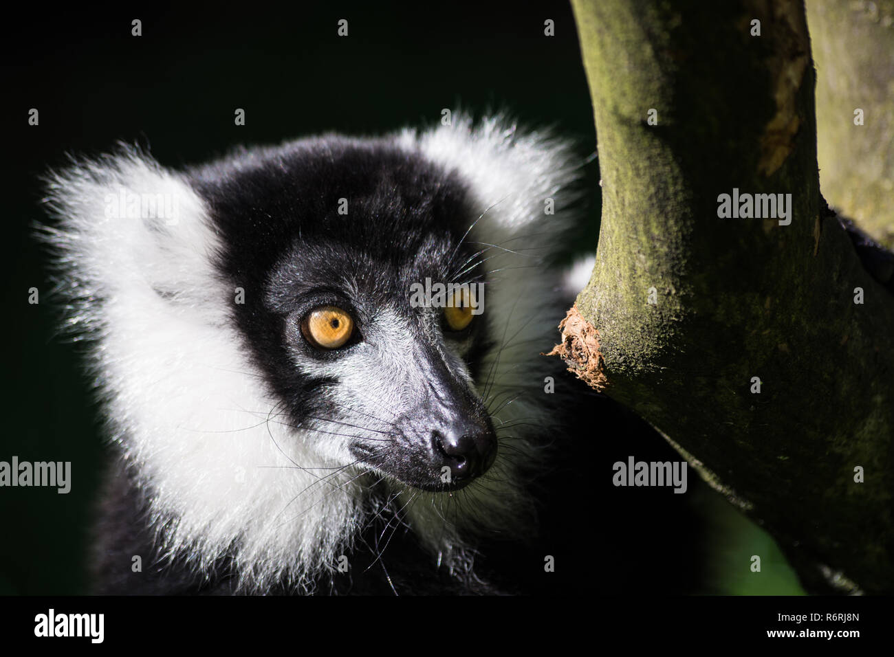 Maki vari hi-res stock photography and images - Alamy