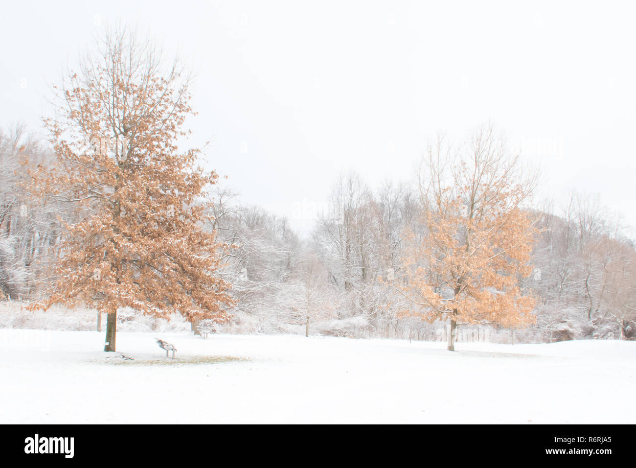 Winter landscape with trees Stock Photo - Alamy