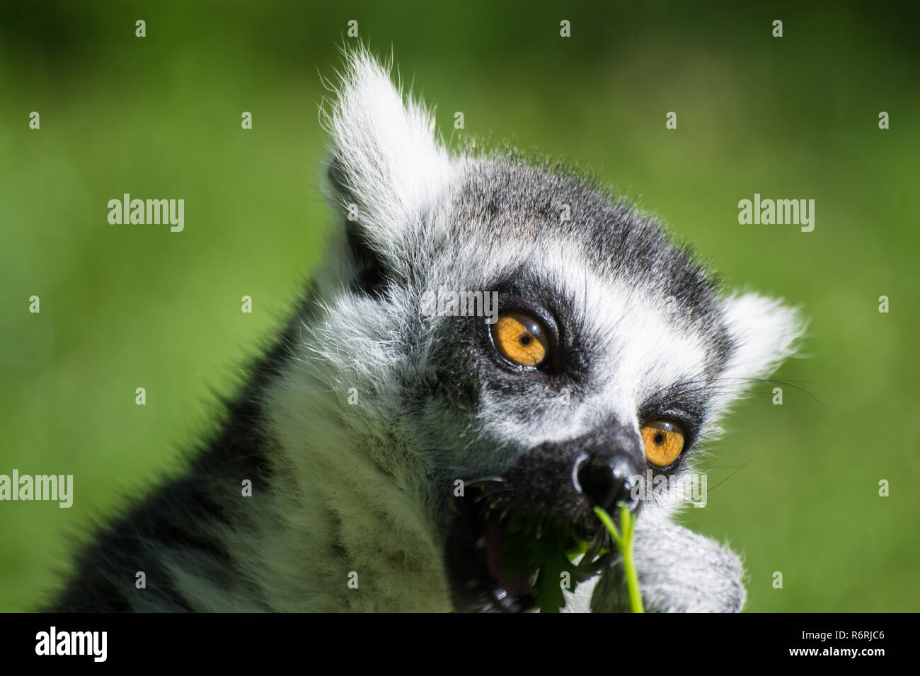 Katta family hi-res stock photography and images - Alamy