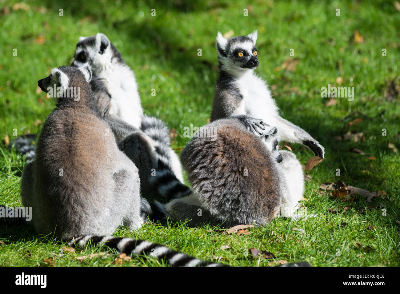 Katta family hi-res stock photography and images - Alamy