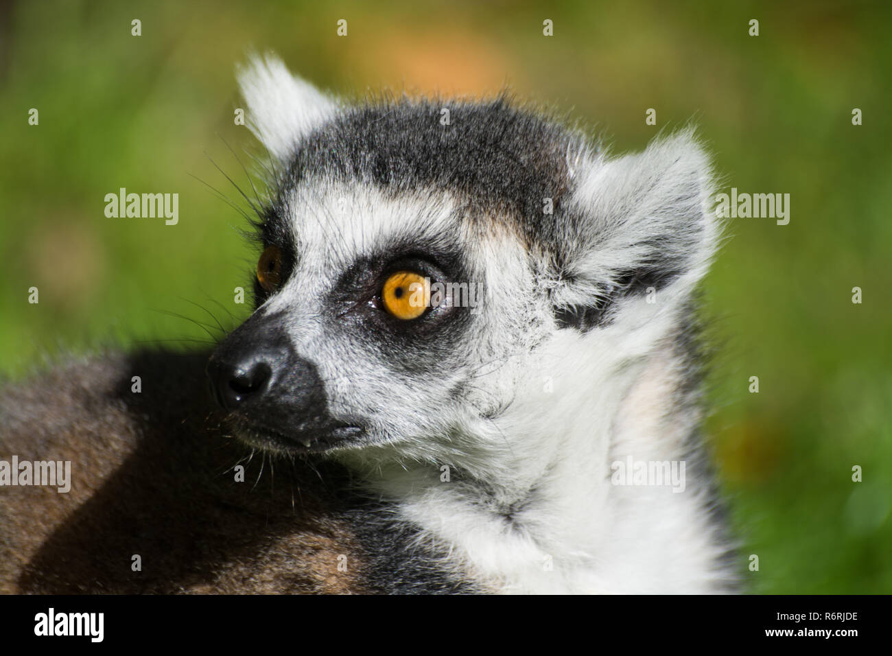 Katta family hi-res stock photography and images - Alamy