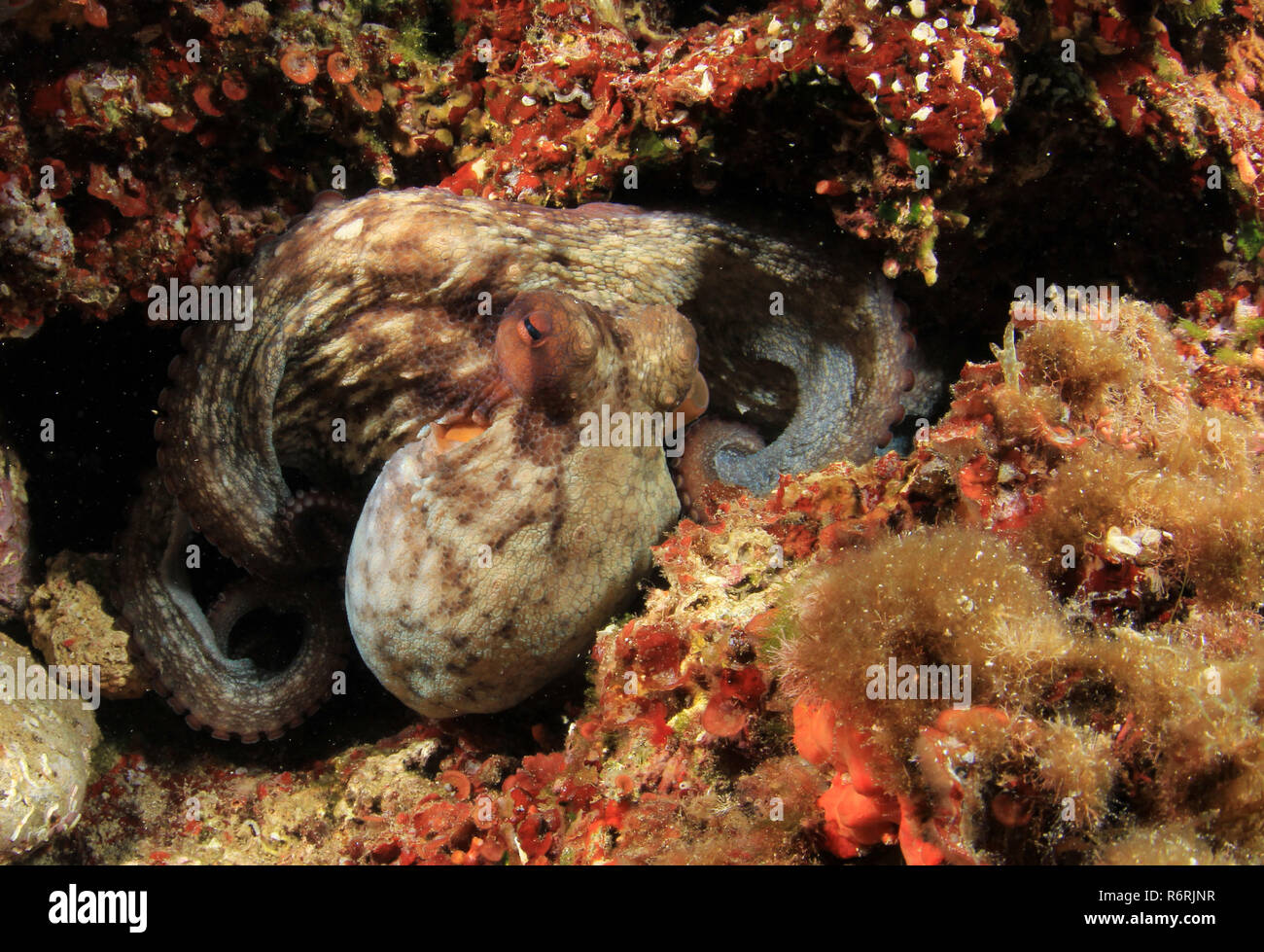 Octopus swimming wild hi-res stock photography and images - Alamy
