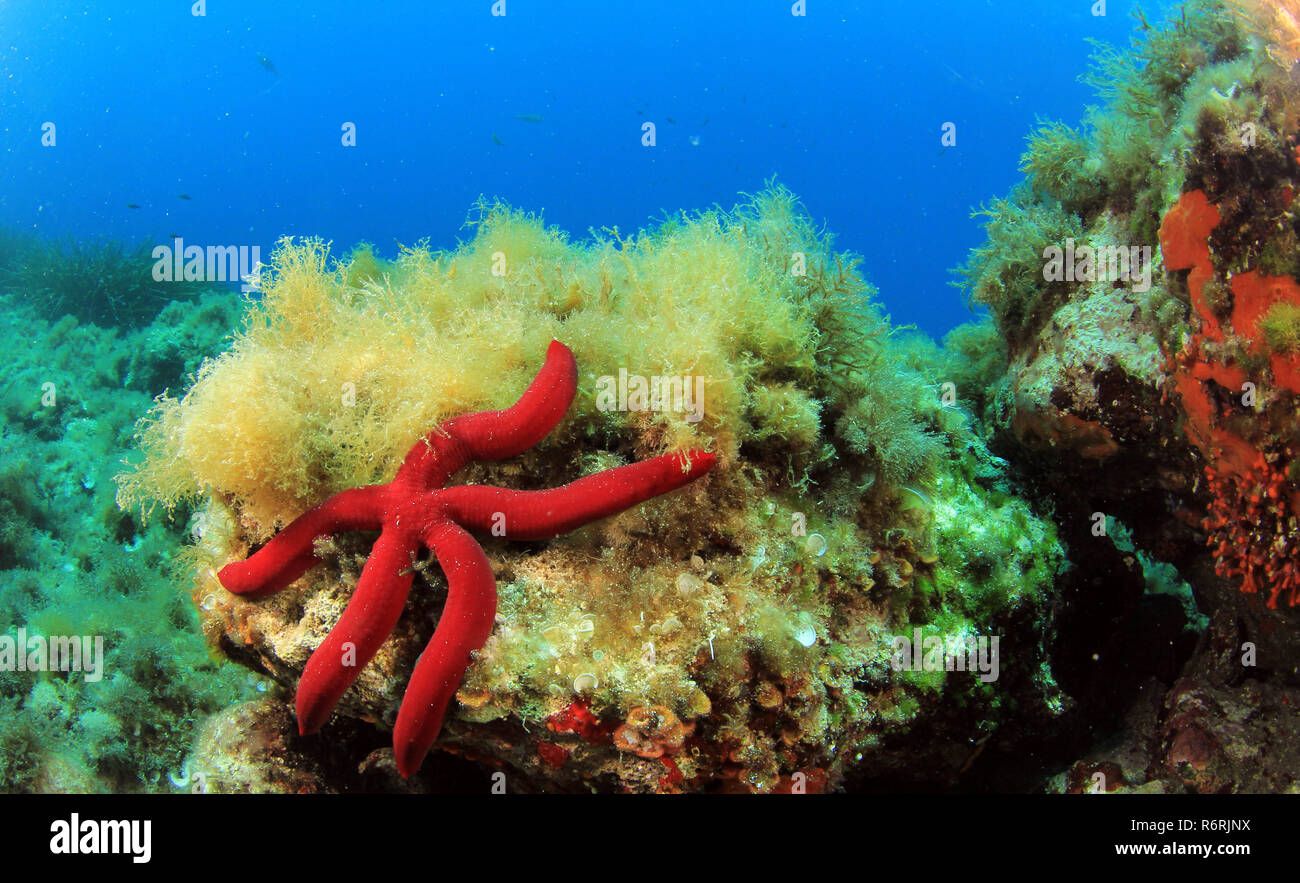 Tropical fish in the mediterranean hi-res stock photography and images ...