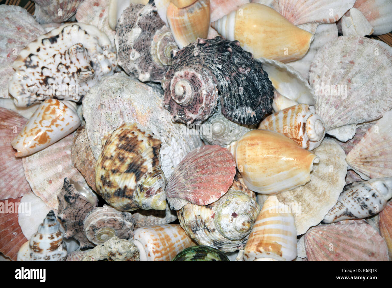 shells and snails Stock Photo - Alamy