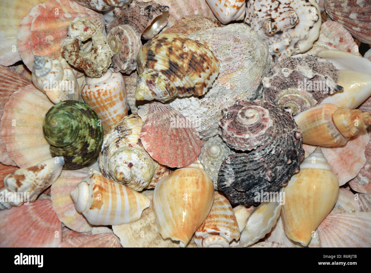 Silver shells hi-res stock photography and images - Alamy