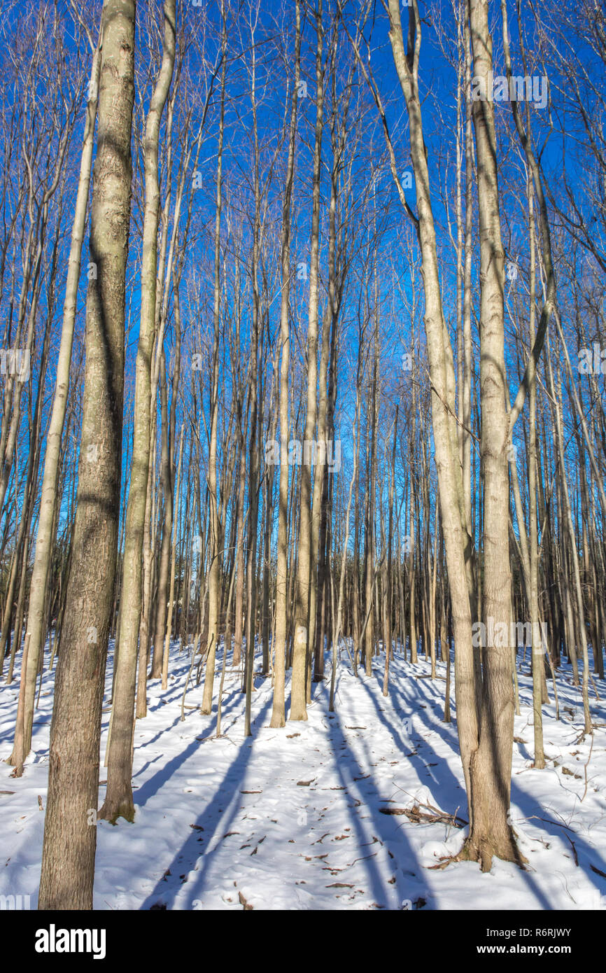 Tall trees winter scene seasonal view hi-res stock photography and ...