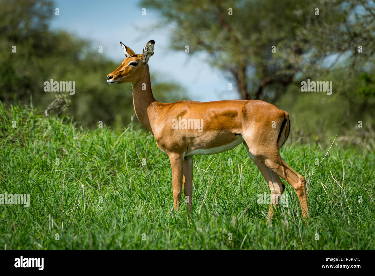 Female impala with head turned in grass Stock Photo - Alamy