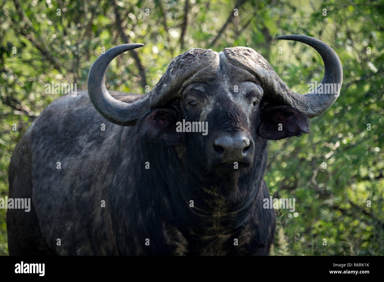 Close-up of Cape buffalo looking towards camera Stock Photo - Alamy