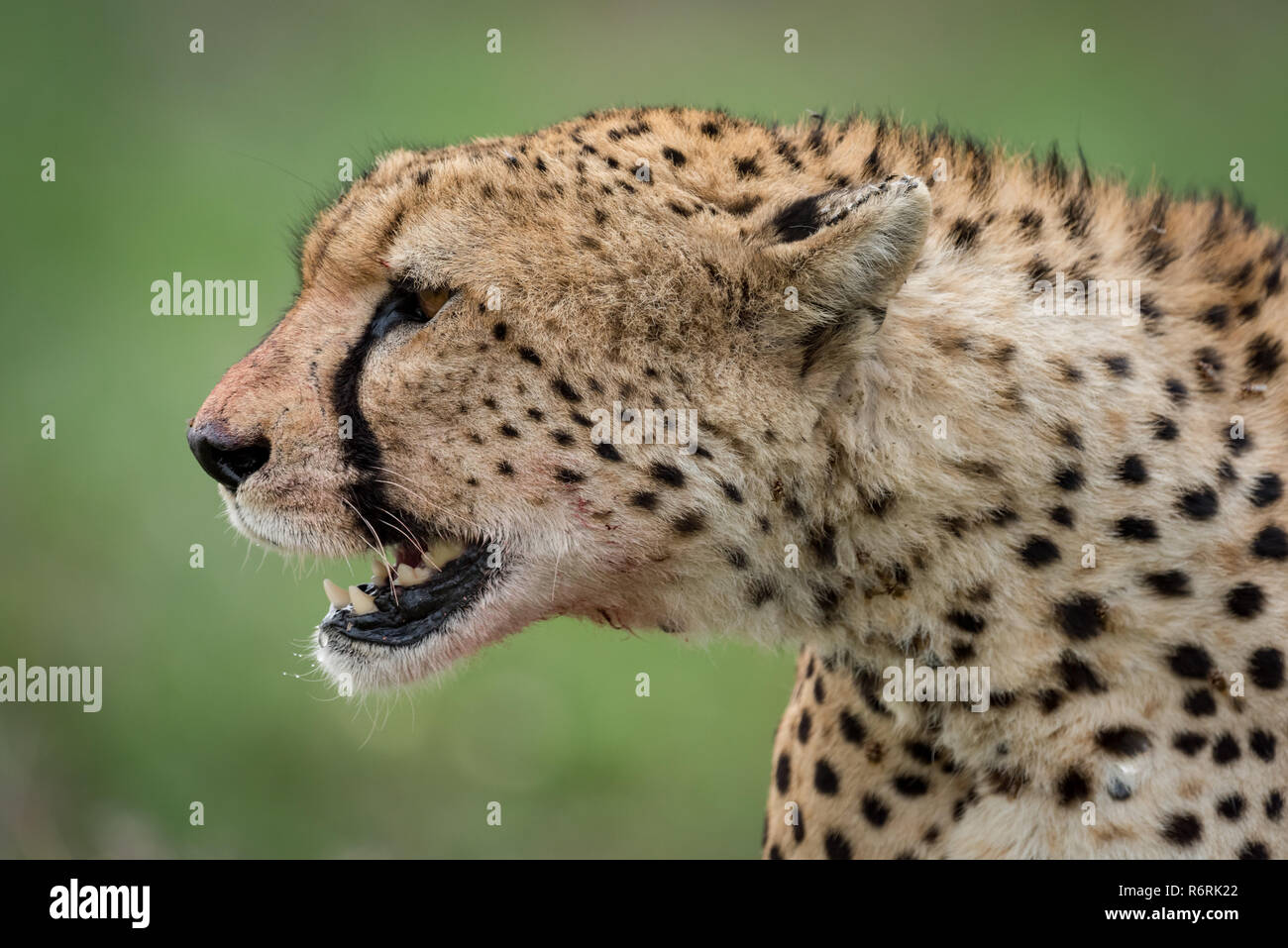 Close up cheetah head mouth hi-res stock photography and images - Alamy