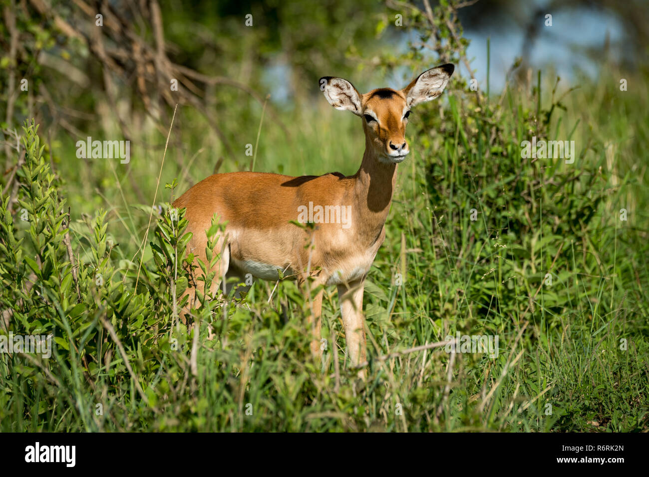 Female impala facing right in tall bushes Stock Photo - Alamy