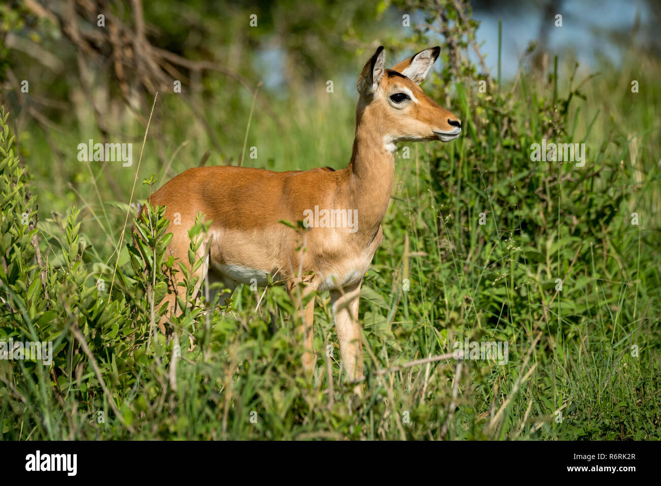 Female impala in profile in tall bushes Stock Photo - Alamy