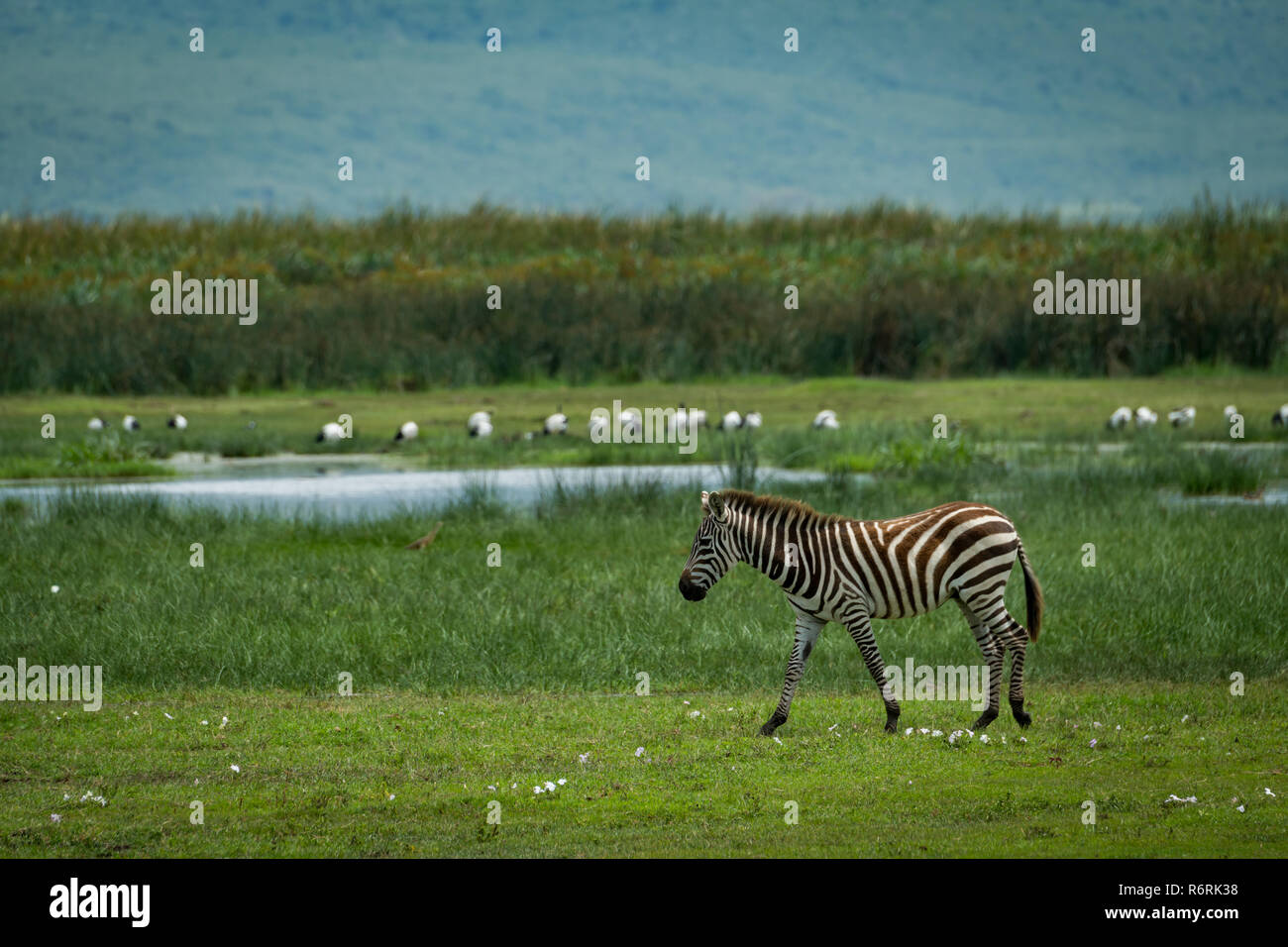 Zebra with birds hi-res stock photography and images - Alamy