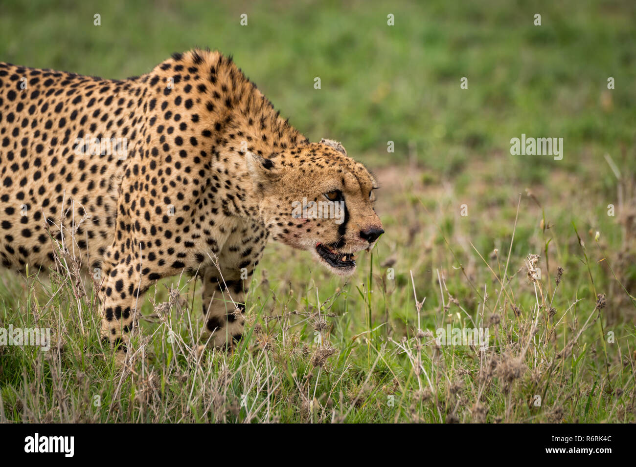 Close-up of cheetah standing with head lowered Stock Photo - Alamy
