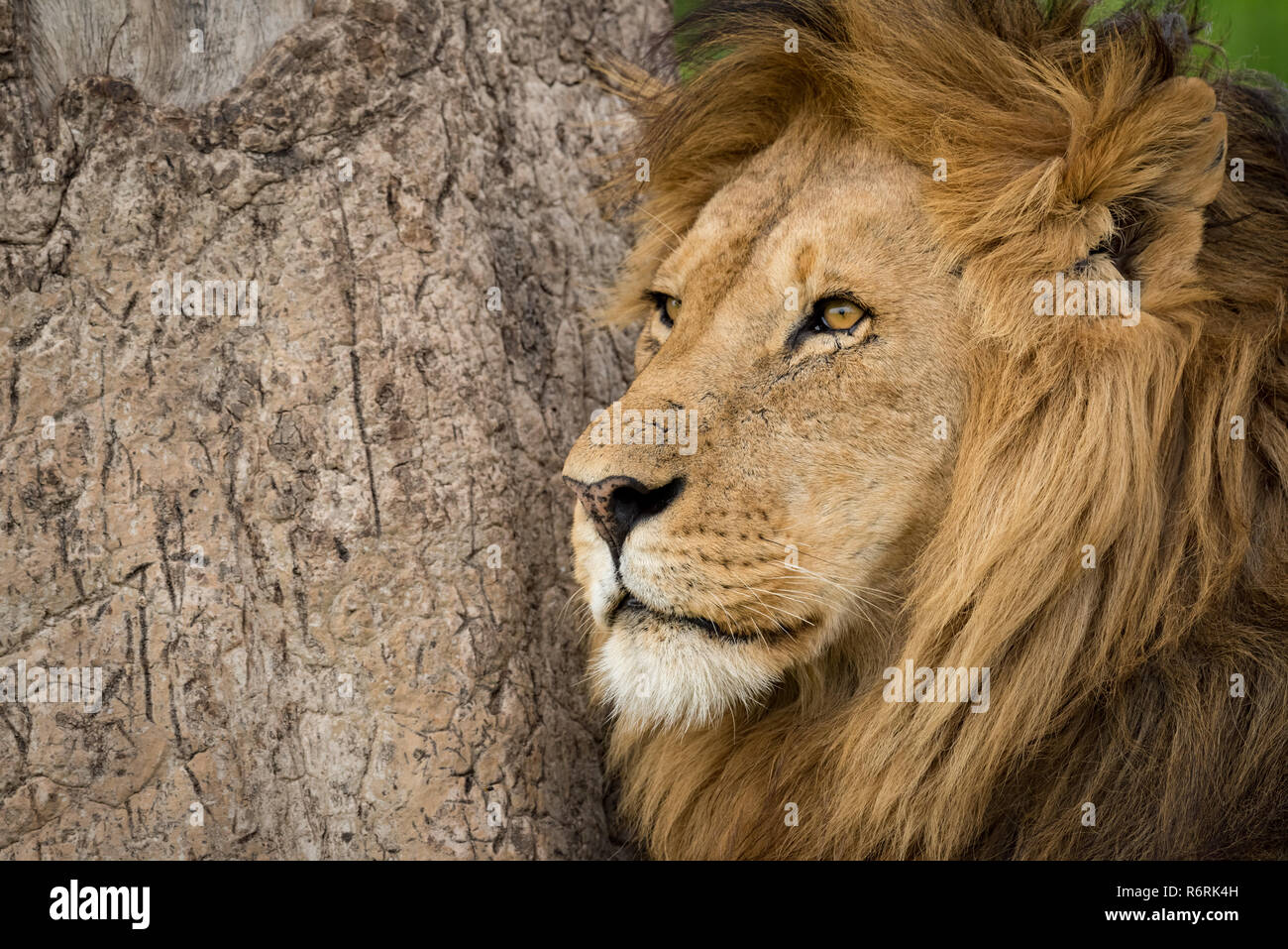 Close-up of male lion by scratched trunk Stock Photo - Alamy