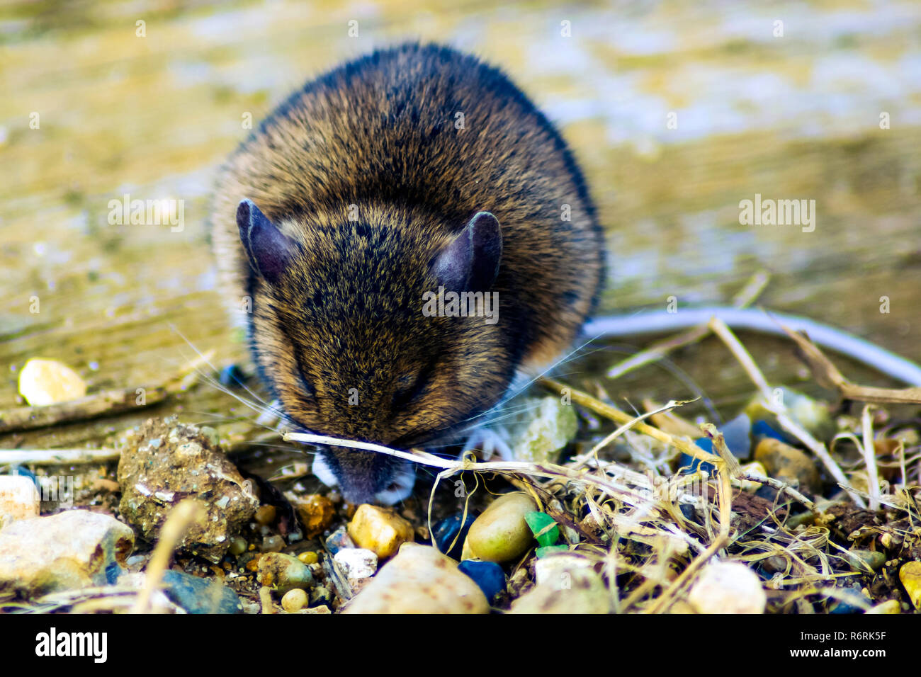 Cute field mouse wild hi-res stock photography and images - Alamy