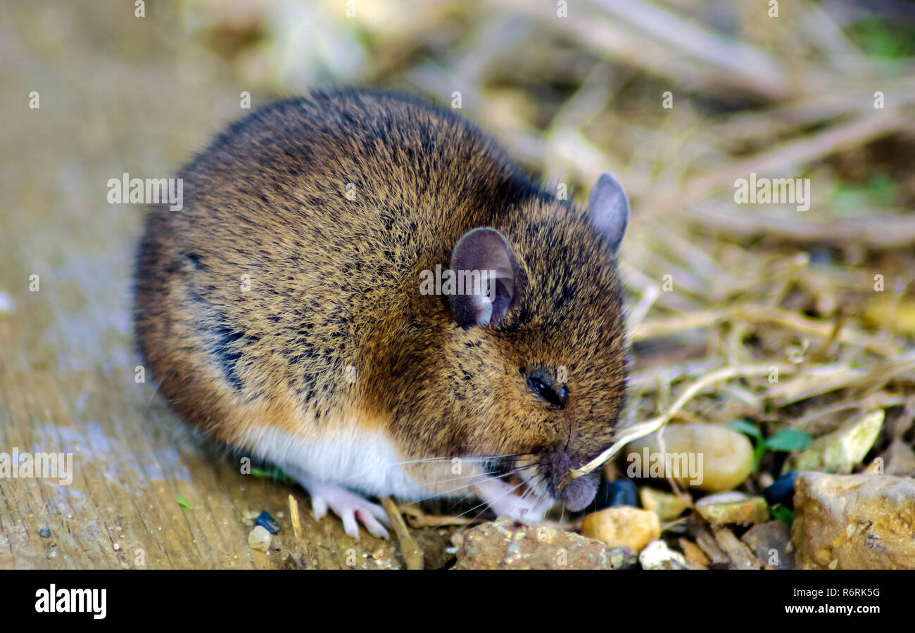 Wild vote / field mouse Stock Photo - Alamy