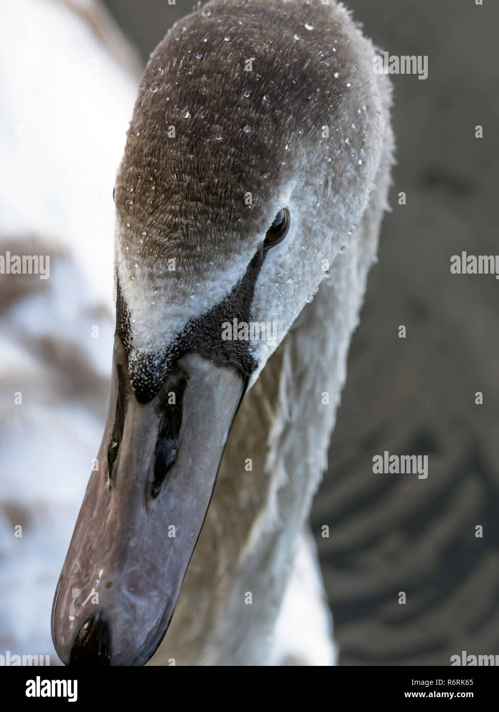 Young Swan - portrait Stock Photo - Alamy