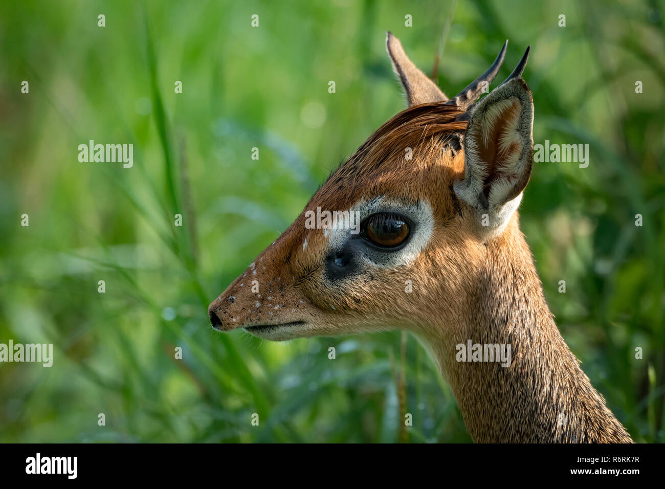 Close-up of Kirk dik-dik head in grass Stock Photo - Alamy